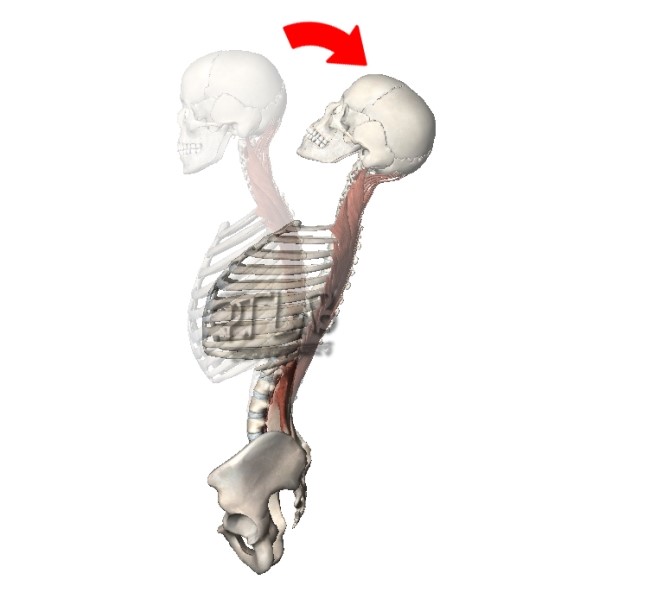 척추기립근part1 최장근longissimus 기능해부학 편 양재동 퍼스널트레이닝 피티랩 네이버 블로그